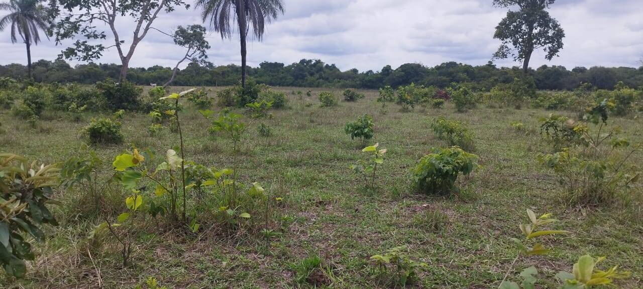 FAZENDA À VENDA EM DOIS IRMÃOS TO -459,8 HECTARES (DUPLA APTIDÃO)
