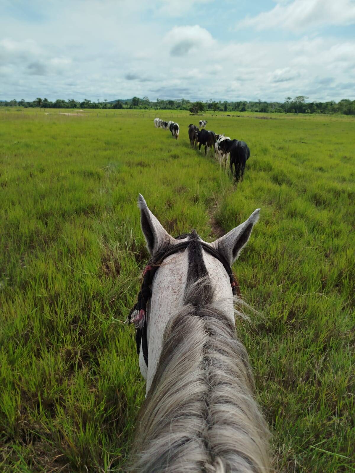 FAZENDA À VENDA EM ÁGUA AZUL PA -1.345,52 HECTARES (DUPLA - 3069